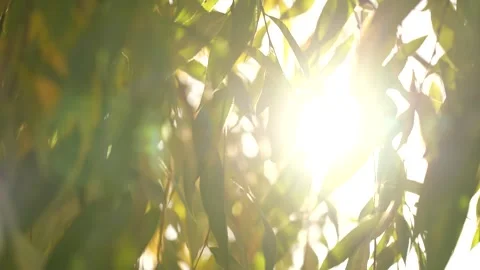 Bright golden sunshine with sunrays and ... | Stock Video | Pond5