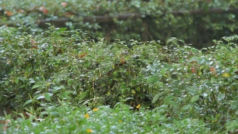 Bright green plants under the rain. Trop... | Stock Video | Pond5