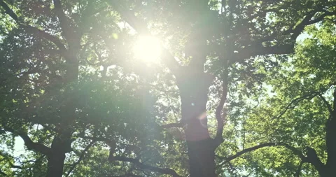 Bright lens flare in green tree in morni... | Stock Video | Pond5