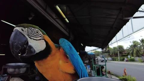 A bright parrot sits on a couch outdoors... | Stock Video | Pond5