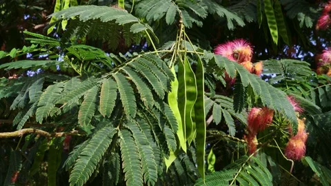Bright pink flowers of Albizia Saman (Sa... | Stock Video | Pond5