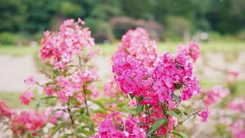 Attention Pink Stock Videos – Royalty-Free HD & 4K Videos