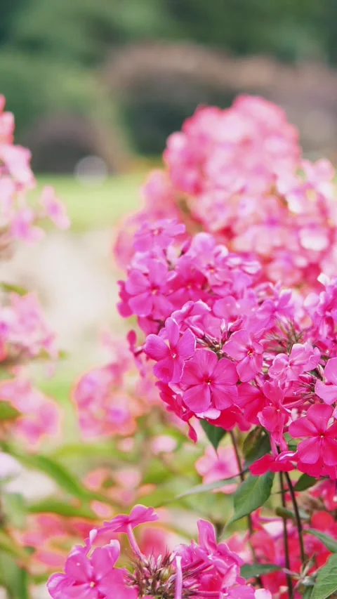 Attention Pink Stock Videos – Royalty-Free HD & 4K Videos