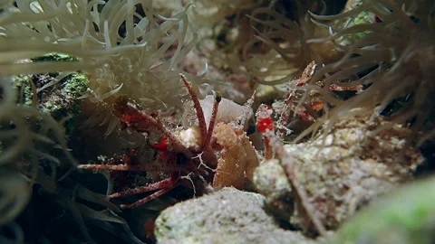A bright red convex reef crab slowly mov... | Stock Video | Pond5