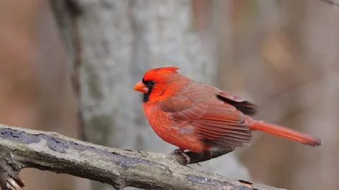 Images Cardinal Stock Videos – Royalty-Free HD & 4K Videos