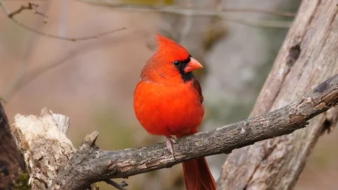 Images Cardinal Stock Videos – Royalty-Free HD & 4K Videos