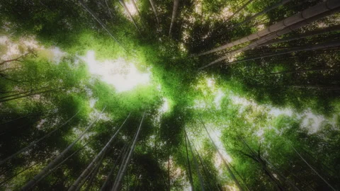 Bright Sky Pine Trees Glow Spinning Zoom... | Stock Video | Pond5