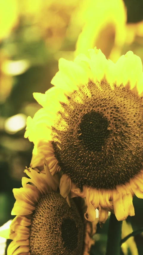 Transparent Sunflowers Stock Videos – Royalty-Free HD & 4K Videos | Pond5