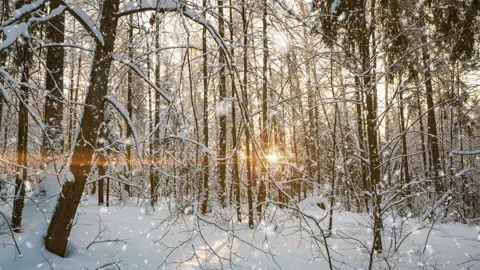 Bright sunny landscape with snow falling... | Stock Video | Pond5