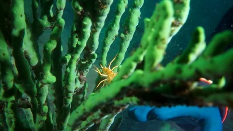 Bright yellow crustacean crayfish shrimp... | Stock Video | Pond5