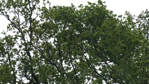 Brisk Blowing Wind Stock Videos – Royalty-Free HD & 4K Videos | Pond5