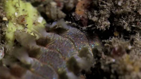 Bristle worm digging into the ground for... | Stock Video | Pond5
