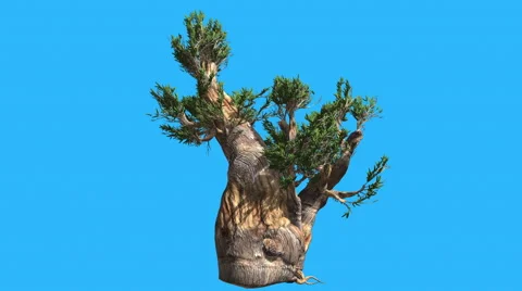 Bristlecone Pine Thick Short Tree is Swa... | Stock Video | Pond5