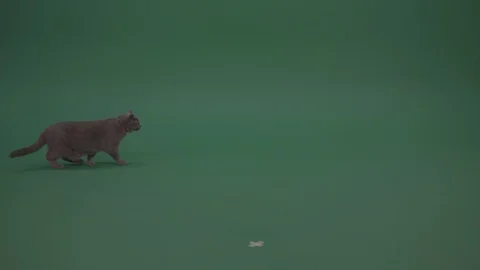 British Cat Crawling Learning Looking Ar... | Stock Video | Pond5