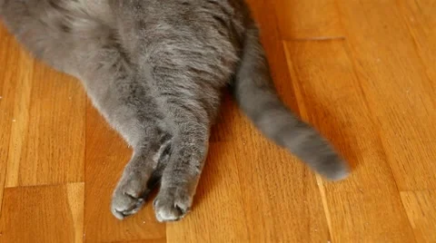 Wagged Its Tail Stock Footage ~ Royalty Free Stock Videos | Pond5