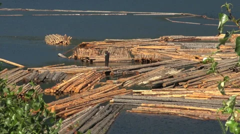 Floating Logs Stock Videos – Royalty-Free HD & 4K Videos