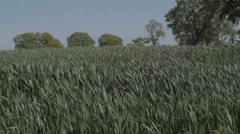 True The Show Stock Videos – Royalty-Free HD & 4K Videos | Pond5