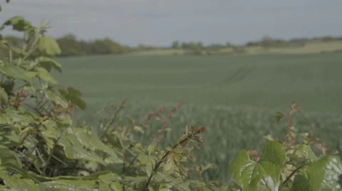 True The Show Stock Videos – Royalty-Free HD & 4K Videos | Pond5