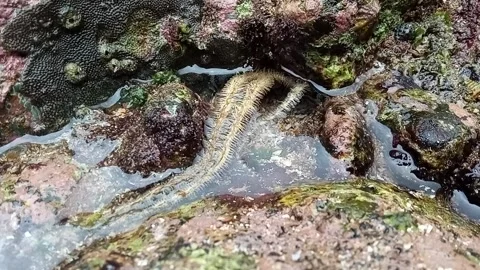 The brittle star's tentacles wriggling o... | Stock Video | Pond5