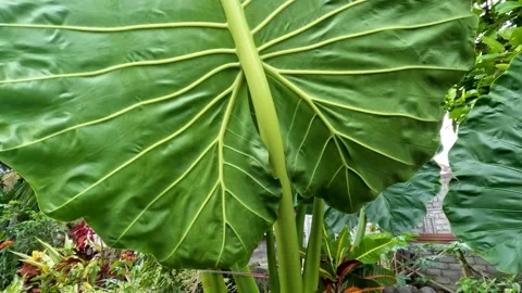 The broad leaves of the Taro plant are g... | Stock Video | Pond5