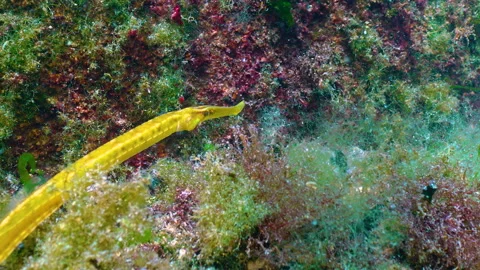 Fish Thicket Stock Videos – Royalty-Free HD & 4K Videos