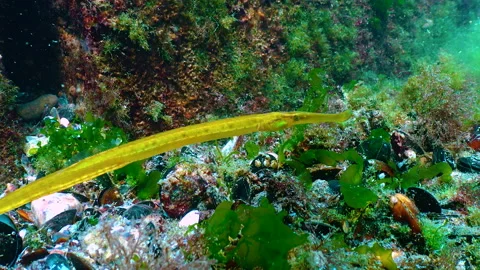 Fish Thicket Stock Videos – Royalty-Free HD & 4K Videos