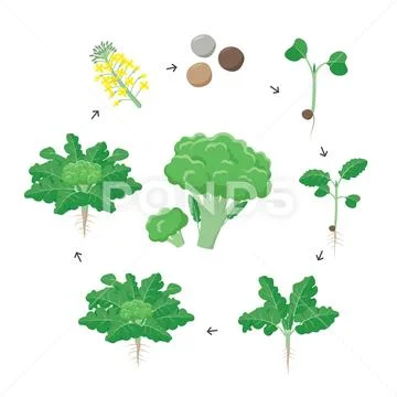 Broccoli plant growth stages infographic elements. Growing process of ...