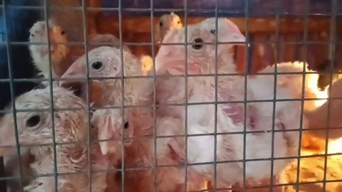 Broiler Chickens in a Basic Poultry Encl... | Stock Video | Pond5