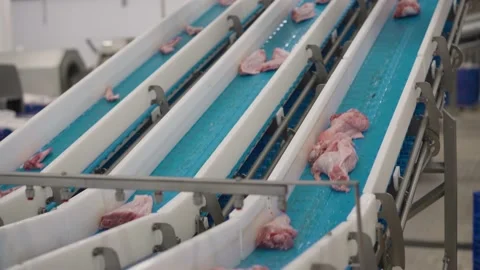 Broiler production line,chicken producti... | Stock Video | Pond5