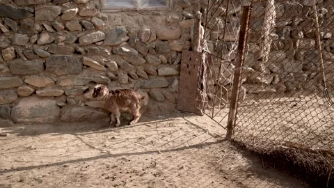 Sheep Leg Stock Videos – Royalty-Free HD & 4K Videos | Pond5