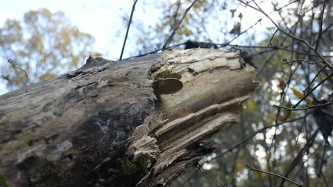 Broken log sticking up in the ground in ... | Stock Video | Pond5