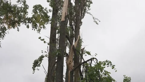 a broken tree after a tornado. natural d... | Stock Video | Pond5