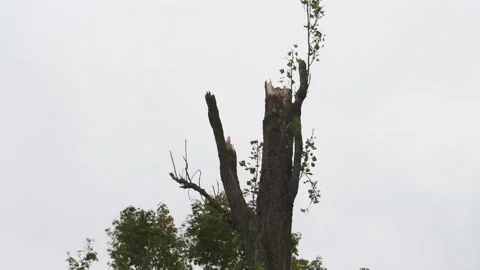 a broken tree after a tornado. natural d... | Stock Video | Pond5