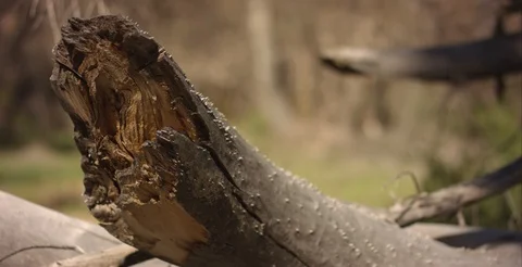 Broken Tree Log | Stock Video | Pond5