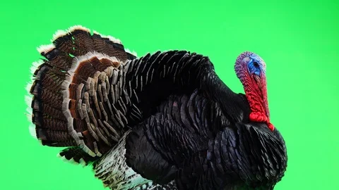 The bronze turkey is insulated with a gr... | Stock Video | Pond5