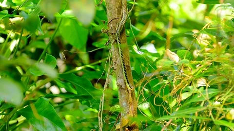 Reptilians Fighting Stock Videos – Royalty-Free HD & 4K Videos | Pond5