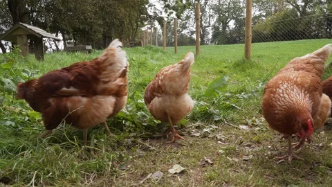 Brood of free range hens foraging for fo... | Stock Video | Pond5