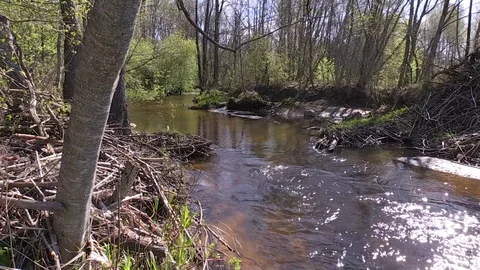 Brook water flow through wild forest in ... | Stock Video | Pond5