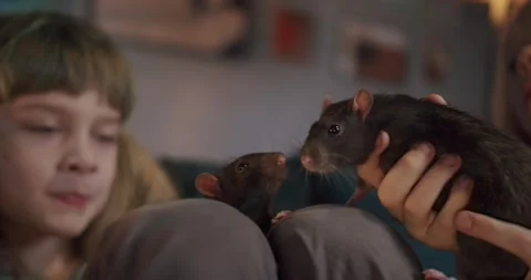 Brothers boys playing with rat pet at ho... | Stock Video | Pond5
