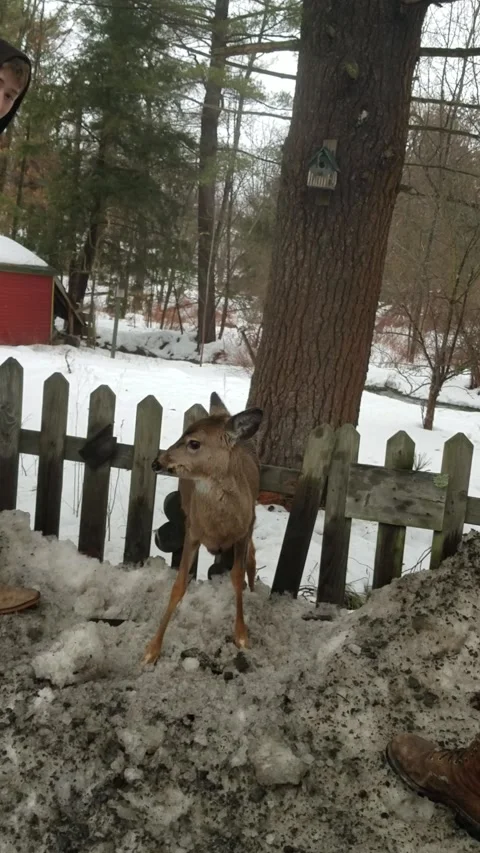 Brothers Deer Stock Videos – Royalty-Free HD & 4K Videos