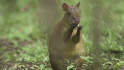 Brown Agouti Stock Footage ~ Royalty Free Stock Videos | Pond5