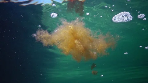 Brown algae swim in the water column in ... | Stock Video | Pond5