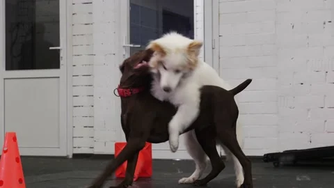Brown and white trained dogs playing tog... | Stock Video | Pond5