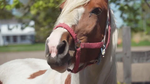 Horse Neigh Stock Videos – Royalty-Free HD & 4K Videos | Pond5