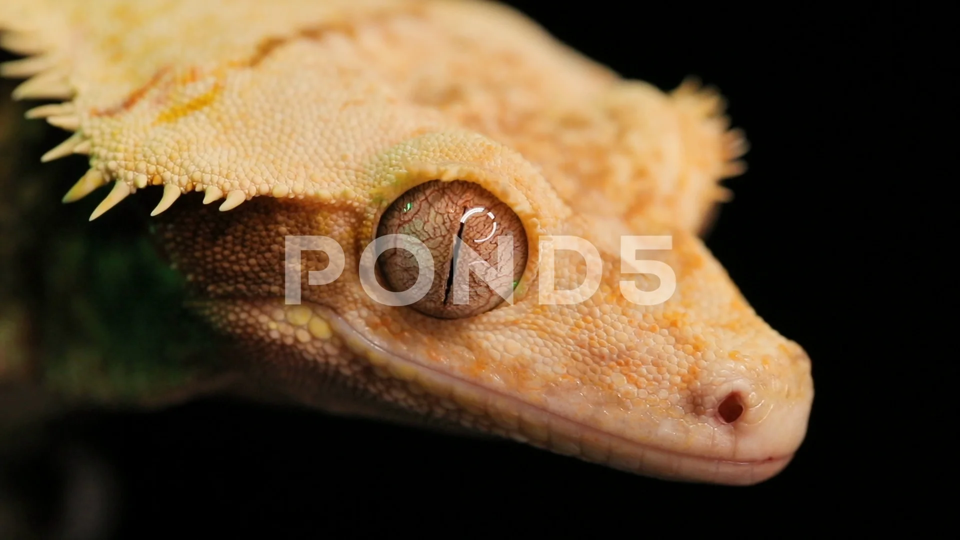 Yellow Crested Gecko