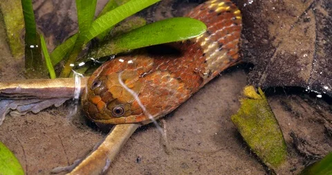 Brown-banded Water Snake (Helicops angul... | Stock Video | Pond5