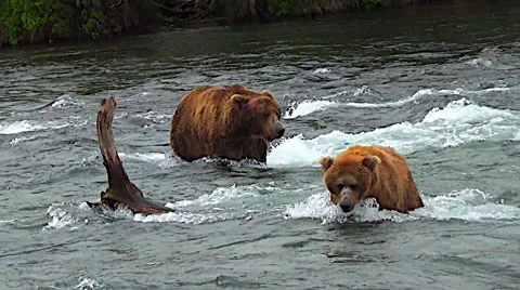 Bears Mating Stock Videos – Royalty-Free HD & 4K Videos