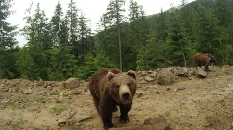 brown bear close up, poses for the camer... | Stock Video | Pond5