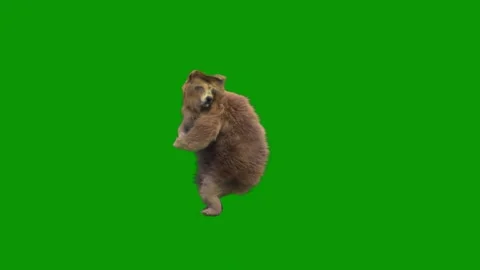 Dancing Bear Scenes Stock Videos – Royalty-Free HD & 4K Videos | Pond5