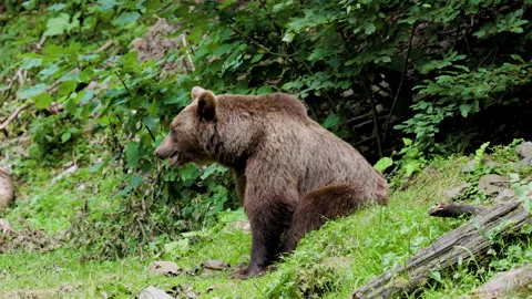 The brown bear filmed in Transfagarasan,... | Stock Video | Pond5